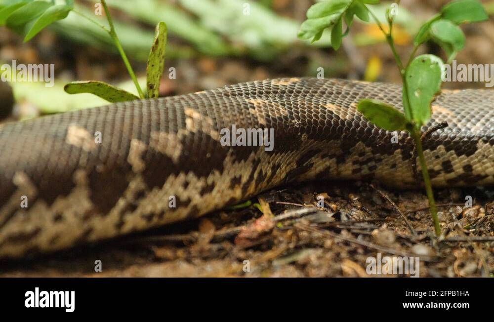 Snake movement Stock Videos & Footage - HD and 4K Video Clips - Alamy