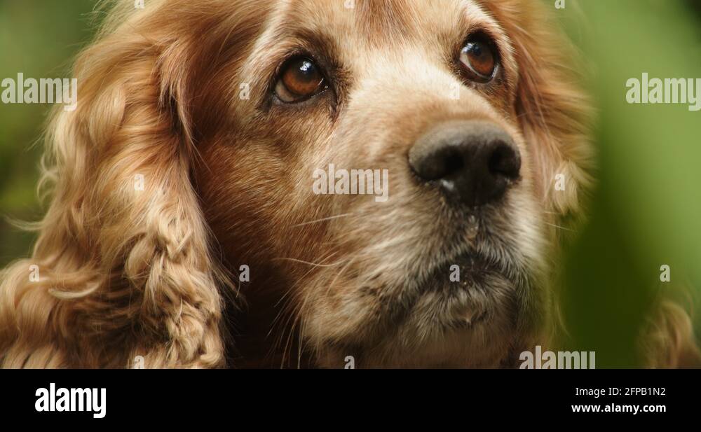 Golden english cocker spaniel Stock Videos & Footage - HD and 4K Video ...