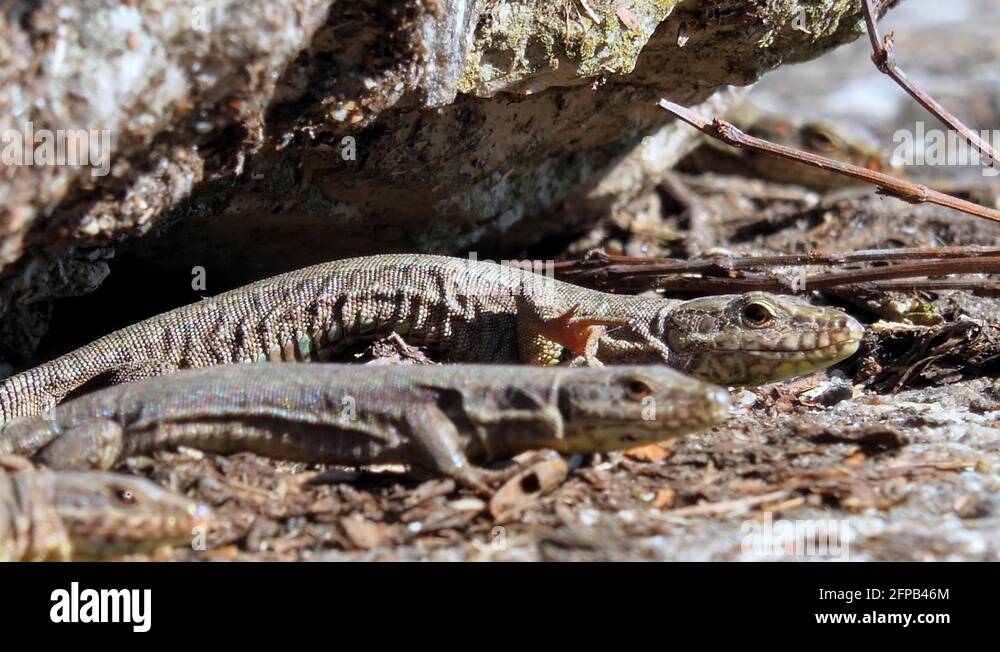 Lizard family Stock Videos & Footage - HD and 4K Video Clips - Alamy