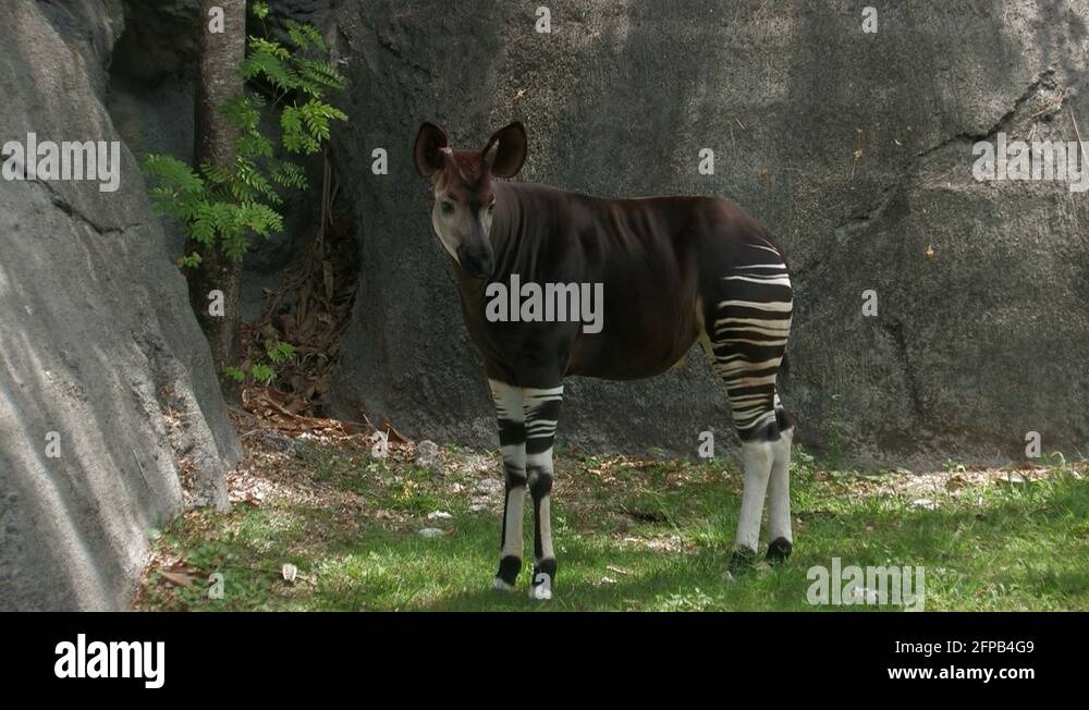 Okapi Stock Videos & Footage - HD and 4K Video Clips - Alamy