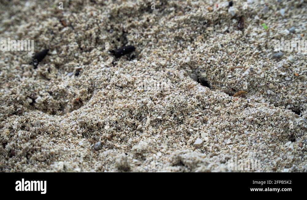 Path in the sand Stock Videos & Footage - HD and 4K Video Clips - Alamy
