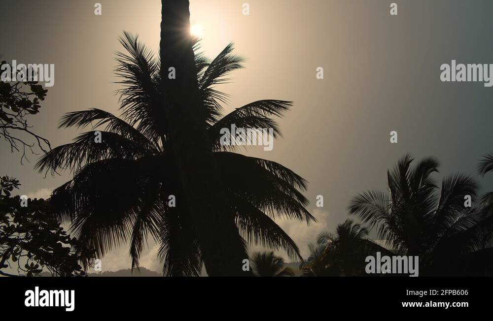 Sunset palm trees in silhouette Stock Videos & Footage - HD and 4K ...