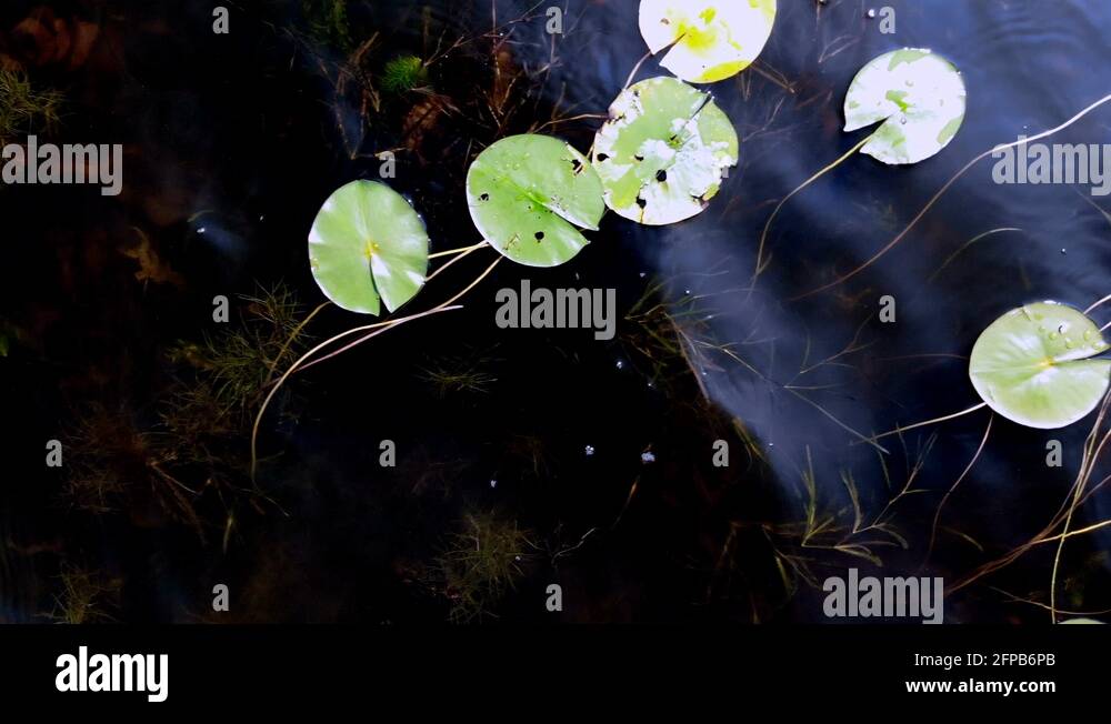 Shallow water lily Stock Videos & Footage - HD and 4K Video Clips - Alamy