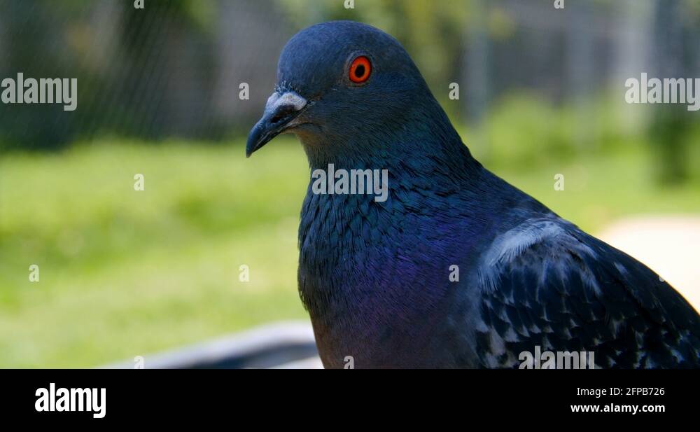 Red eyes pigeon Stock Videos & Footage - HD and 4K Video Clips - Alamy