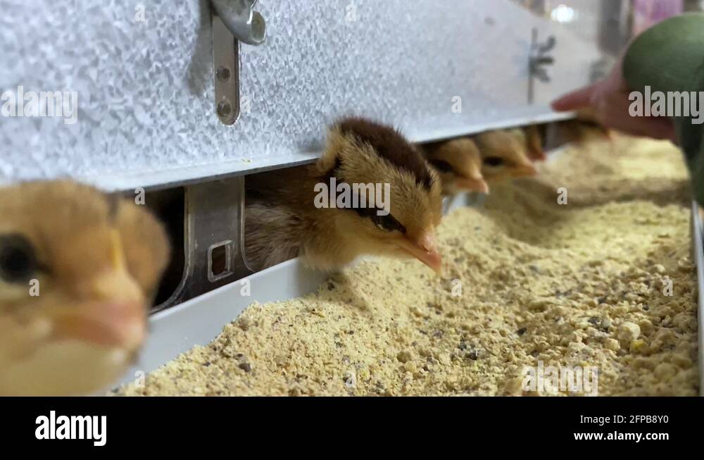 Chicks poultry chicken farming Stock Videos & Footage - HD and 4K Video ...