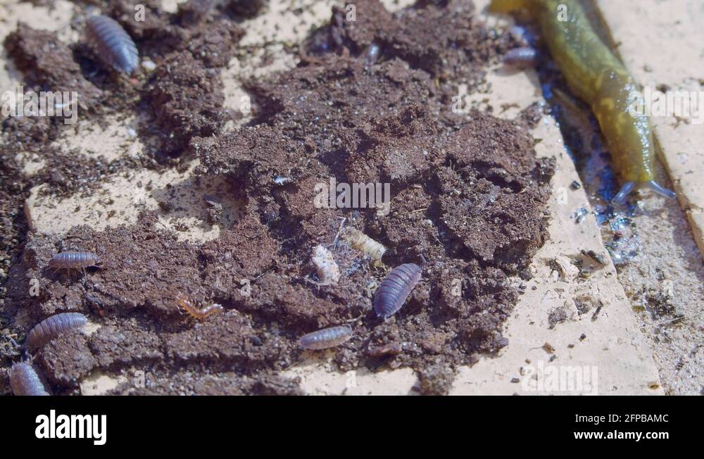 Insects creepy Stock Videos & Footage - HD and 4K Video Clips - Alamy