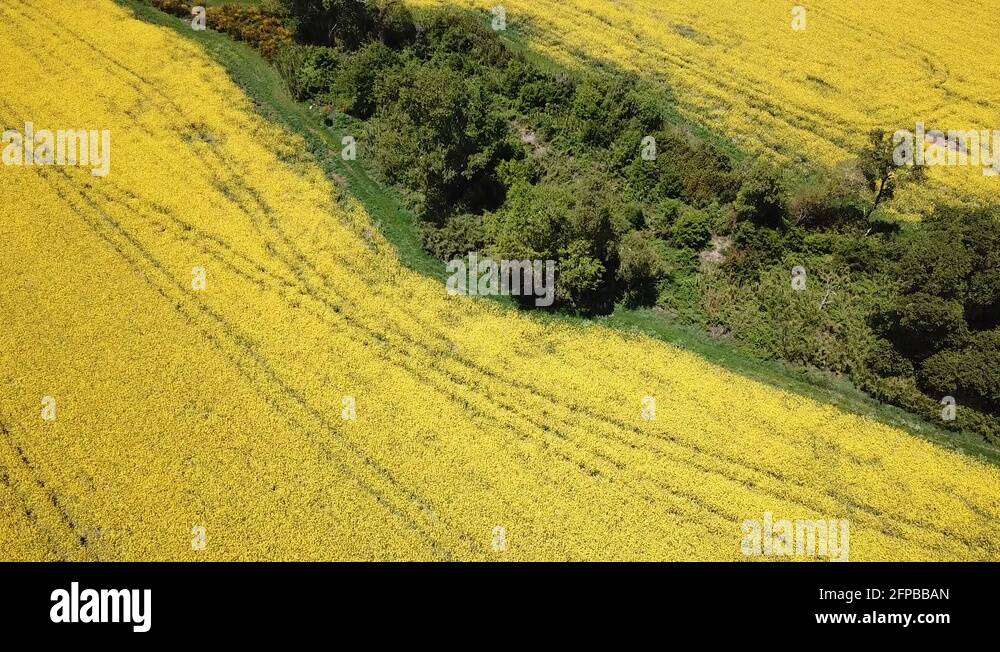 Flower farming chile Stock Videos & Footage - HD and 4K Video Clips - Alamy
