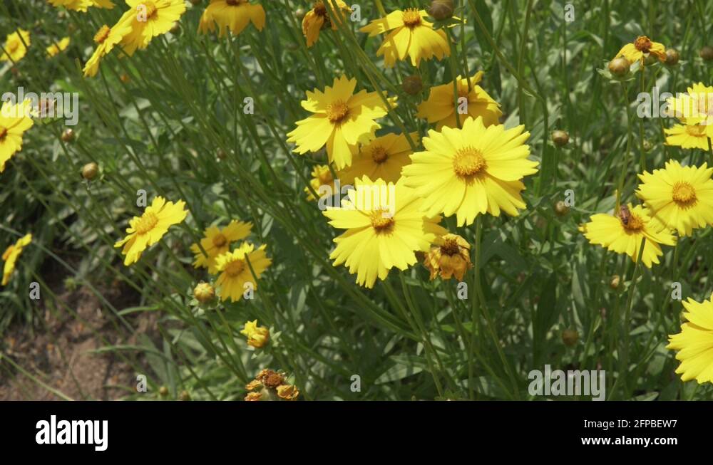 Calliopsis bee Stock Videos & Footage - HD and 4K Video Clips - Alamy
