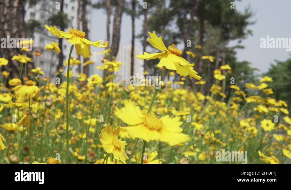 Tickseed coreopsis grandiflora yellow flowers Stock Videos & Footage ...