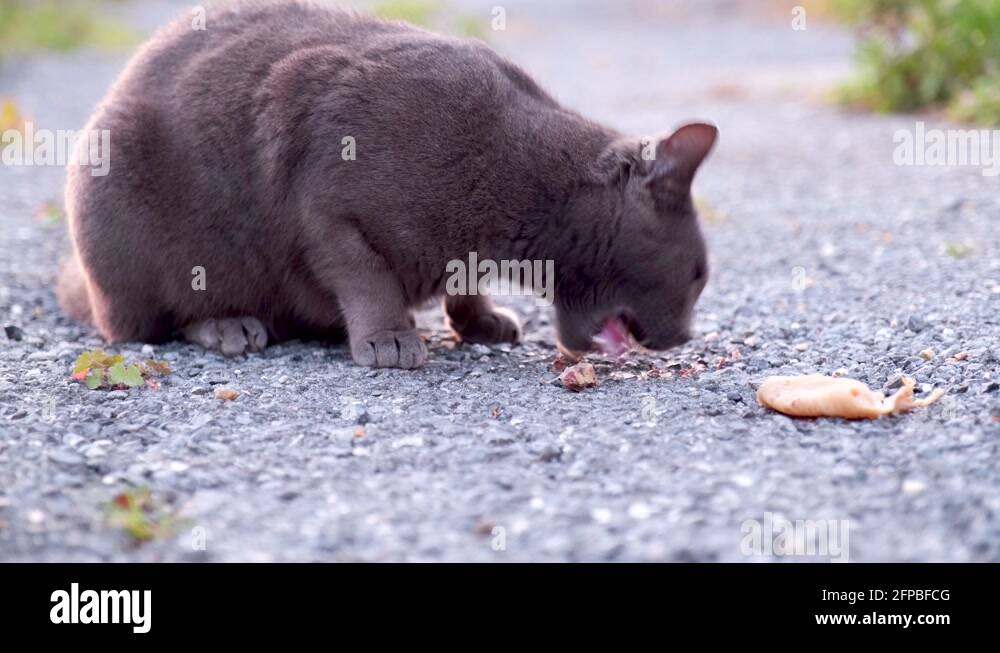 Black cat bone Stock Videos & Footage - HD and 4K Video Clips - Alamy