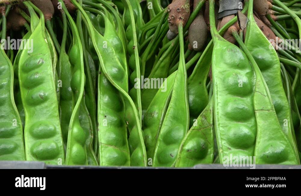 Edible seed pod Stock Videos & Footage - HD and 4K Video Clips - Alamy