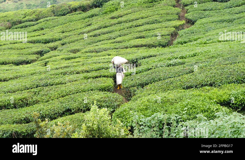 Tea picker picking tea leaves Stock Videos & Footage - HD and 4K Video ...