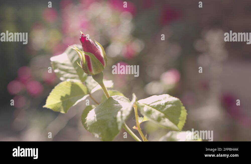 Single rosebud Stock Videos & Footage - HD and 4K Video Clips - Alamy