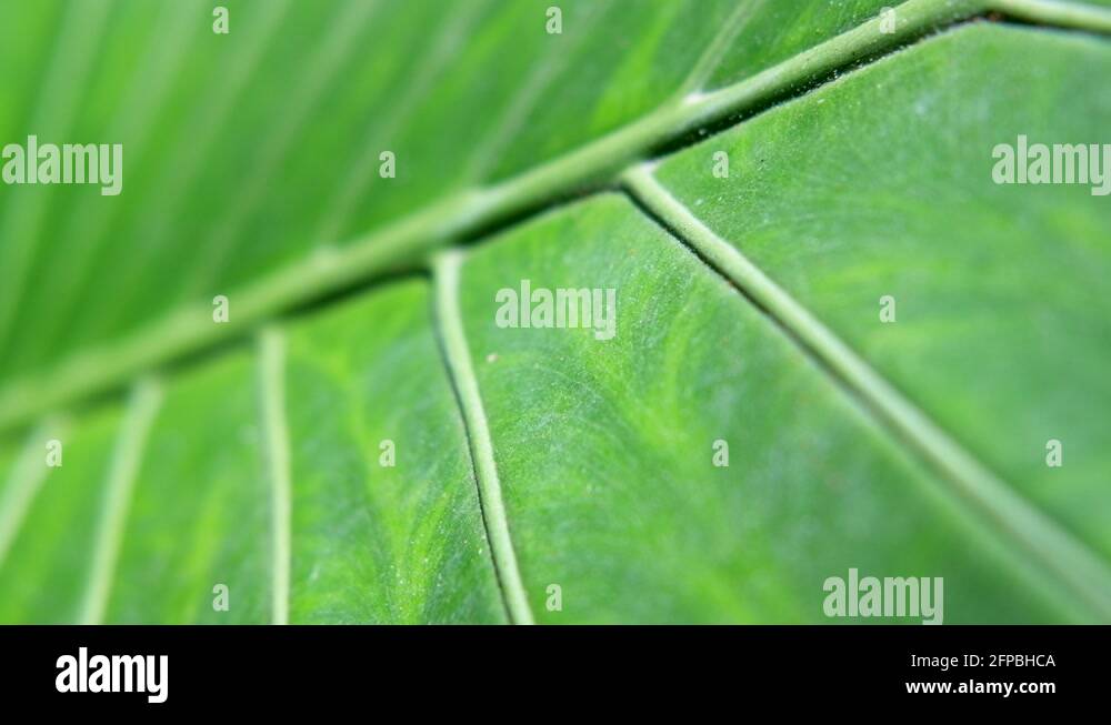 Leaf midrib Stock Videos & Footage - HD and 4K Video Clips - Alamy