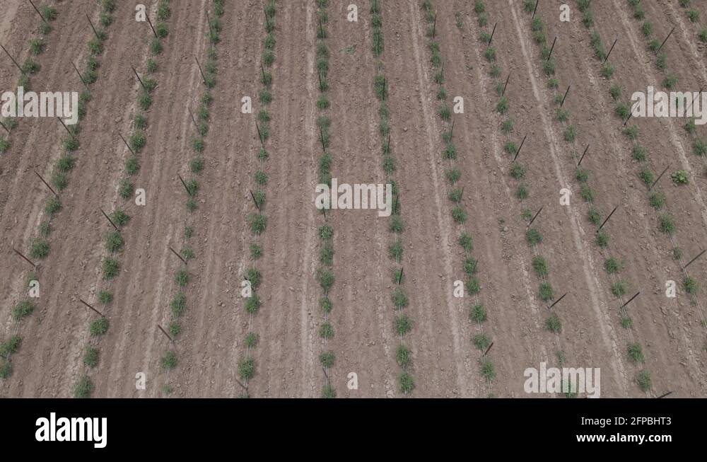 Field green beans crop agriculture Stock Videos & Footage - HD and 4K ...