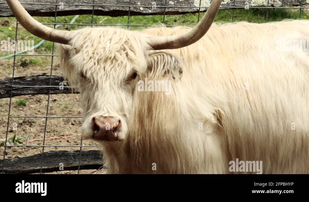 Cattle face Stock Videos & Footage - HD and 4K Video Clips - Alamy