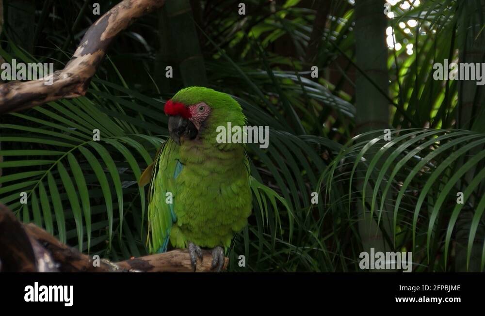 Green parrot tree Stock Videos & Footage - HD and 4K Video Clips - Alamy