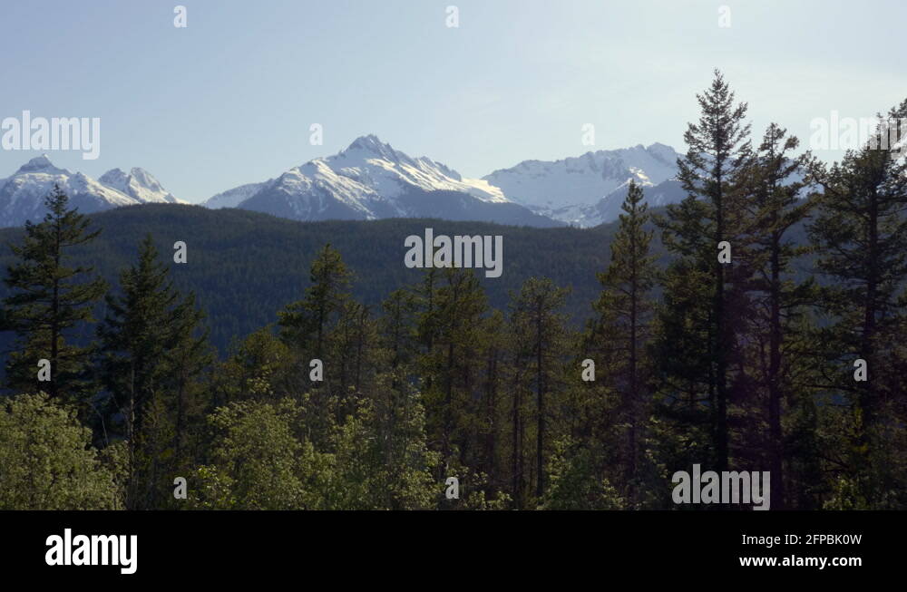 Static landscape pine tree forest Stock Videos & Footage - HD and 4K ...