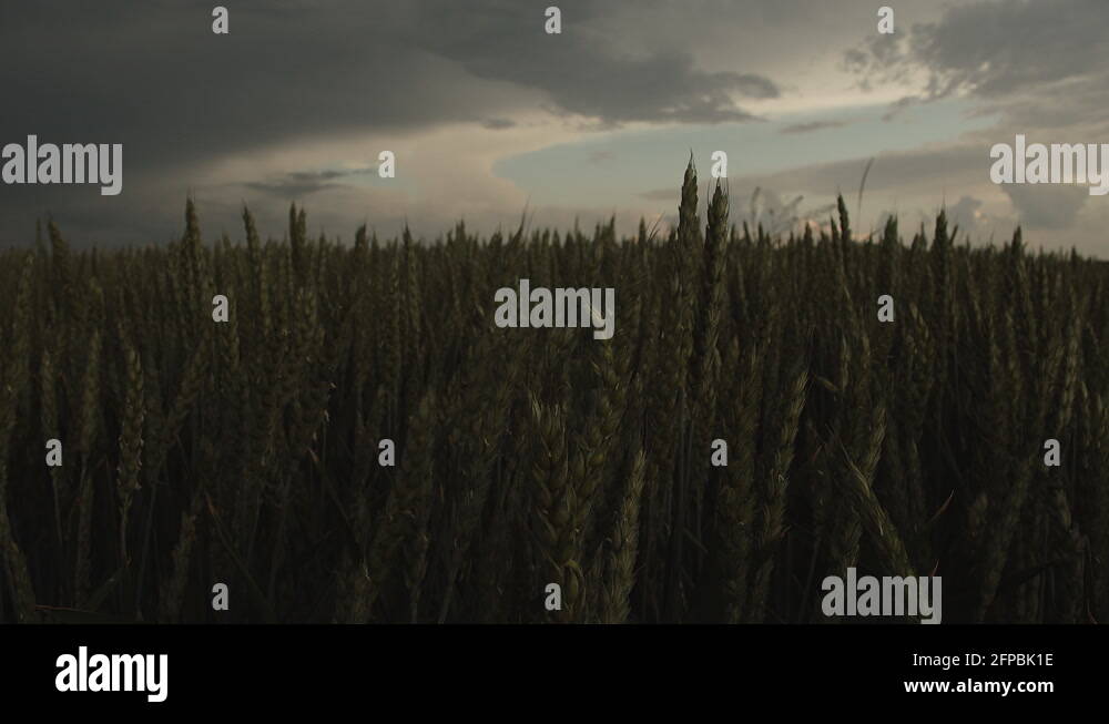Cinematic grain Stock Videos & Footage - HD and 4K Video Clips - Alamy