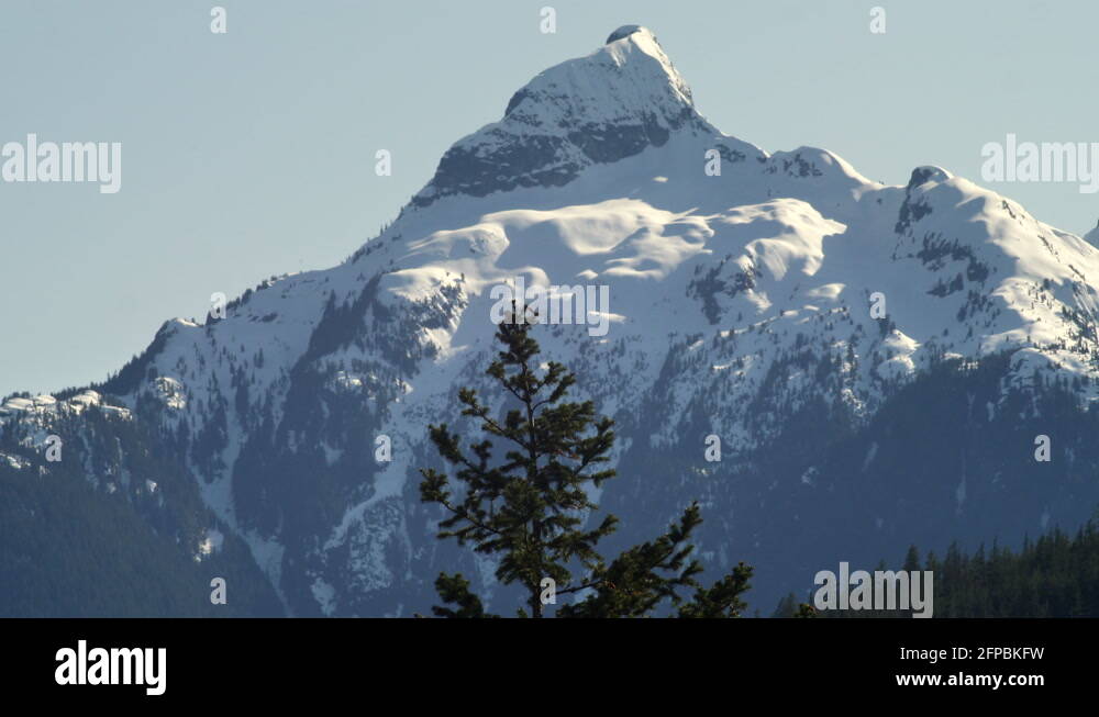 Pine tree foreground Stock Videos & Footage - HD and 4K Video Clips - Alamy