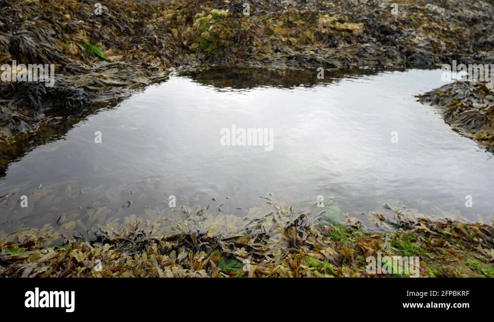 Coastal seaweed Stock Videos & Footage - HD and 4K Video Clips - Alamy
