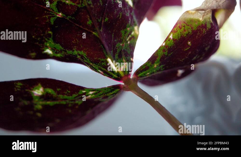 Oxalis triangularis plant Stock Videos & Footage - HD and 4K Video ...