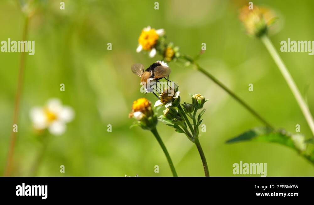 Bombomyia Stock Videos & Footage - HD and 4K Video Clips - Alamy