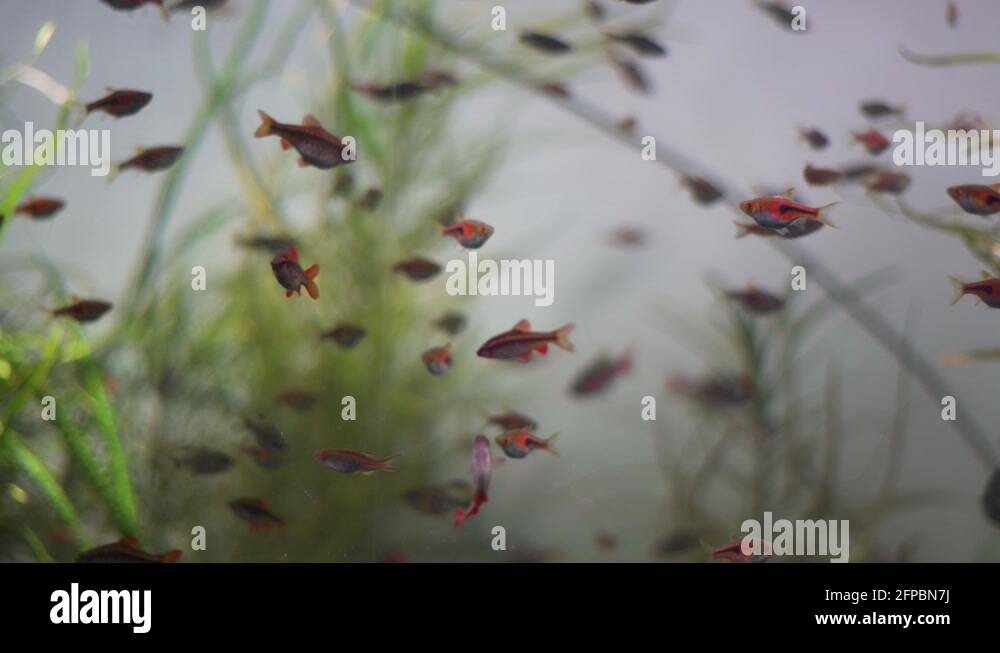 Close Up Shot of lots of small red fishes swimming in an aquarium at ...