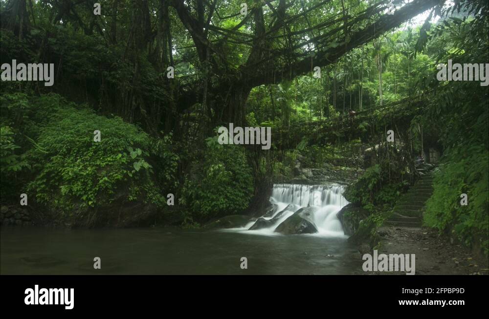 Living roots bridge Stock Videos & Footage - HD and 4K Video Clips - Alamy