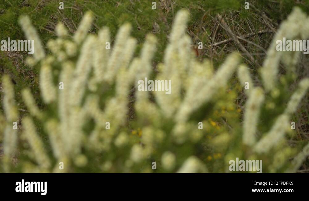 Australian native flora Stock Videos & Footage - HD and 4K Video Clips ...