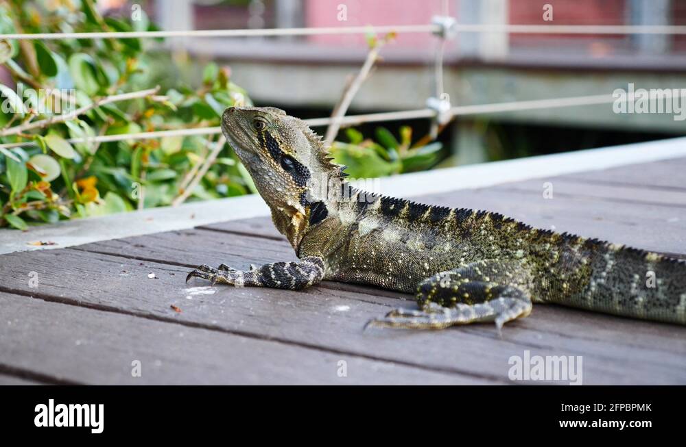 Australia Water dragon (Lizard) , Australia water lizard in public ...