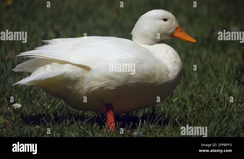 Young white duck in grass has itching and scratching with his beak ...
