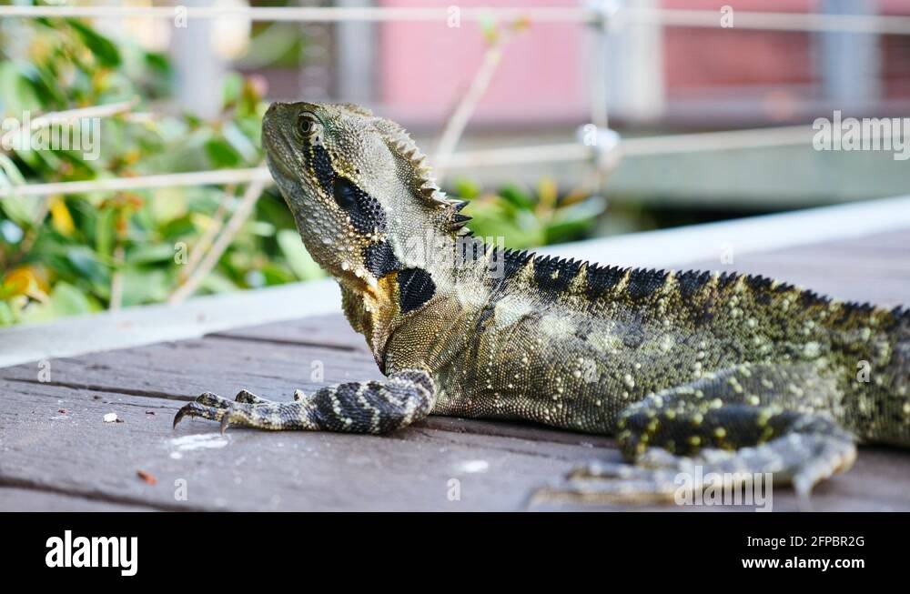 Australia Water dragon (Lizard) , Australia water lizard in public ...