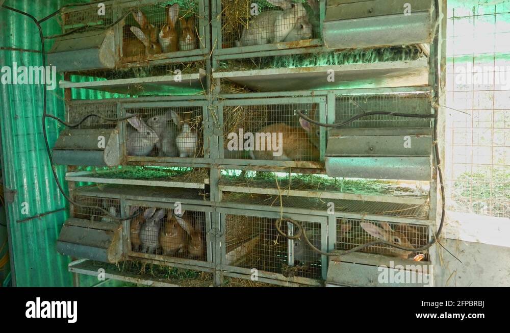 Cramped cages Stock Videos & Footage - HD and 4K Video Clips - Alamy