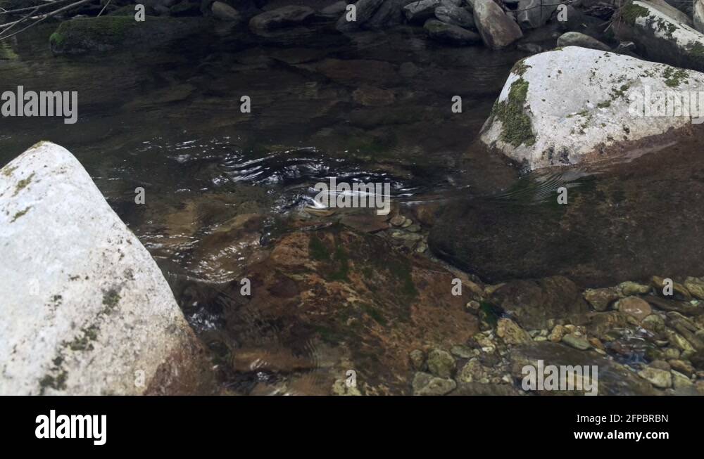 Gorgeous fresh crystal clear shallow spring water flows gently down ...