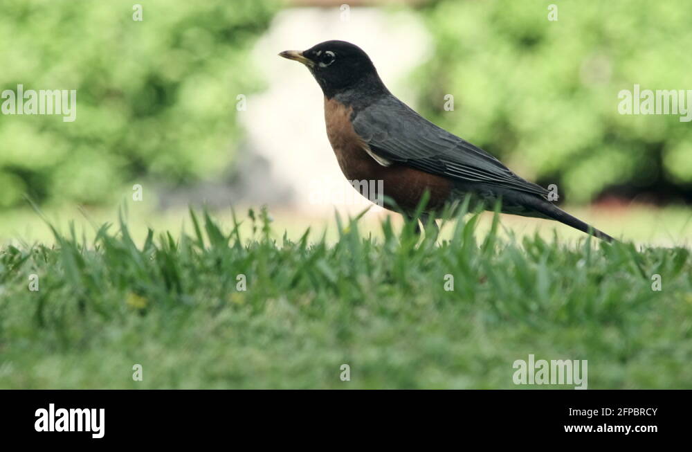 Profile of robin Stock Videos & Footage - HD and 4K Video Clips - Alamy