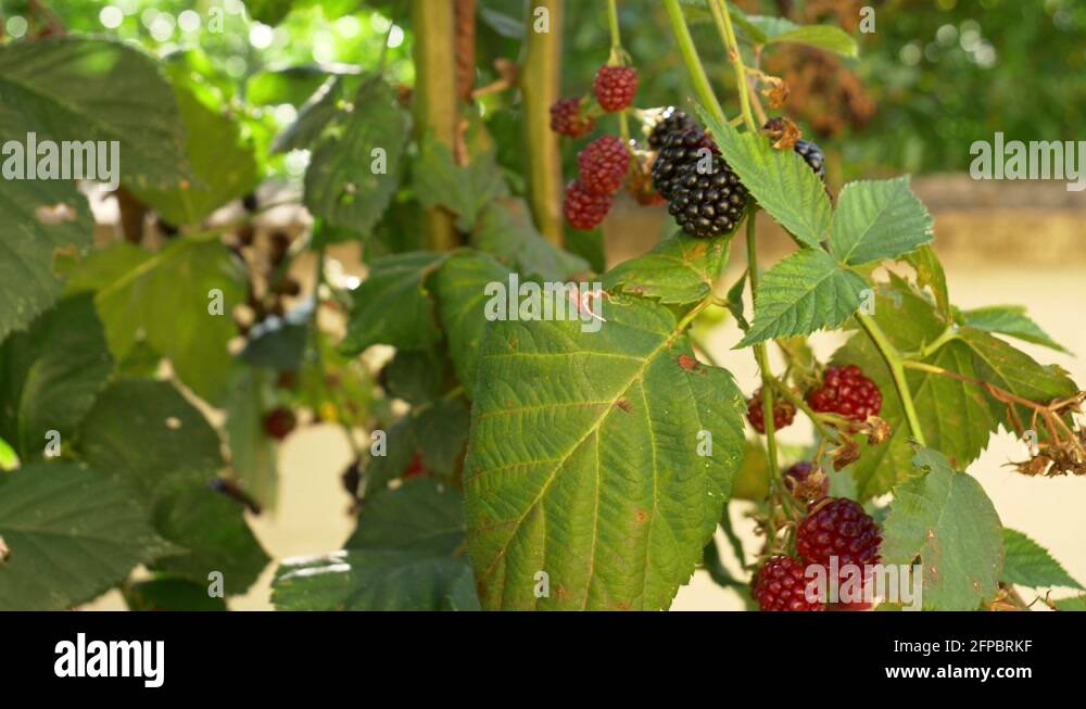 Wild orchard Stock Videos & Footage - HD and 4K Video Clips - Alamy