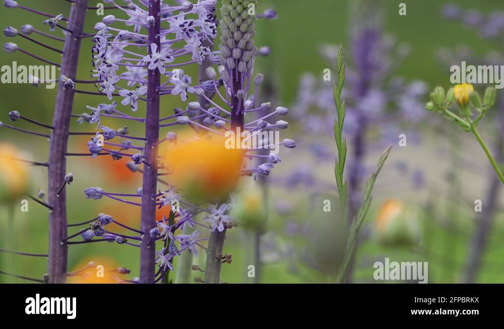Deep purple flower stalk Stock Videos & Footage - HD and 4K Video Clips ...