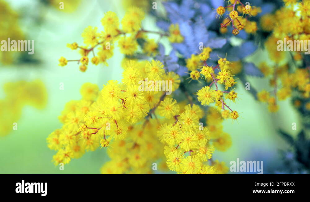 Golden wattle tree Stock Videos & Footage - HD and 4K Video Clips - Alamy