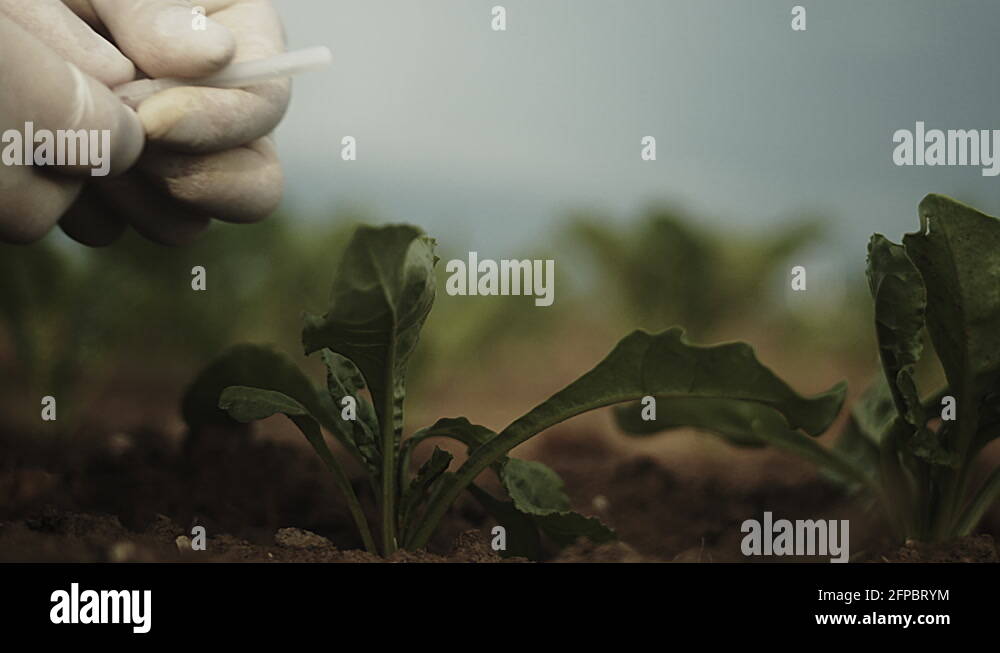 Contaminated vegetables Stock Videos & Footage - HD and 4K Video Clips ...