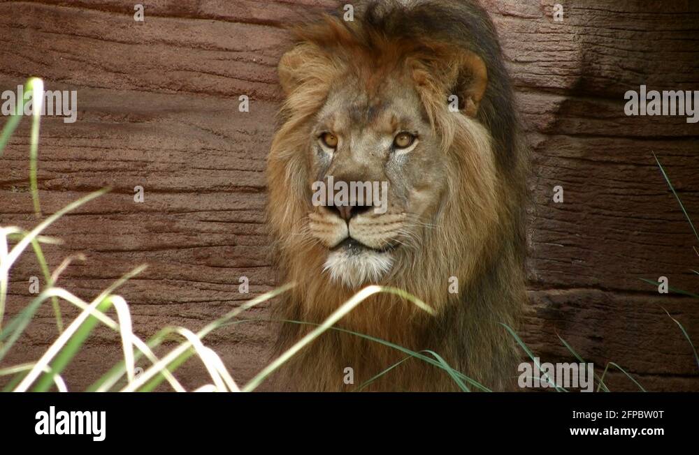 Lion stands Stock Videos & Footage - HD and 4K Video Clips - Alamy
