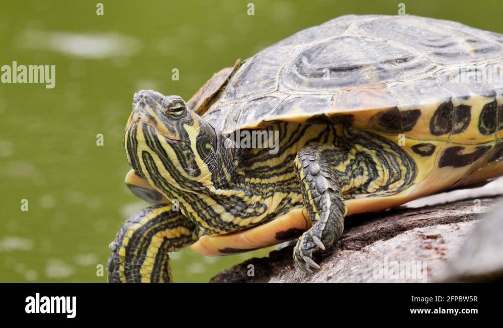 Turtle with stripes Stock Videos & Footage - HD and 4K Video Clips - Alamy