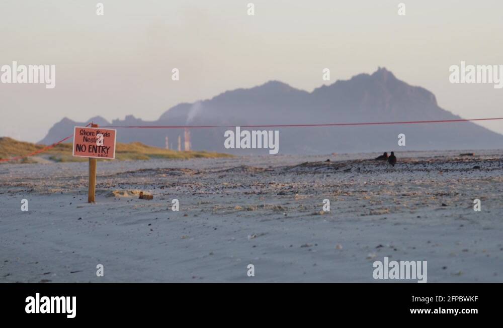 Shore Birds nesting NO ENTRY sign - with black oystercatchers on beach ...
