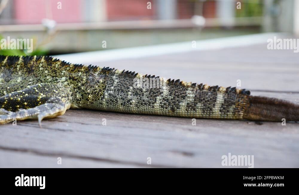 Australia Water dragon (Lizard) , Australia water lizard in public ...