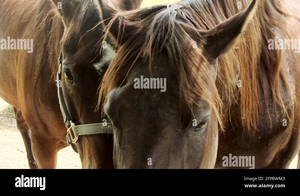 Horse mane Stock Videos & Footage - HD and 4K Video Clips - Alamy