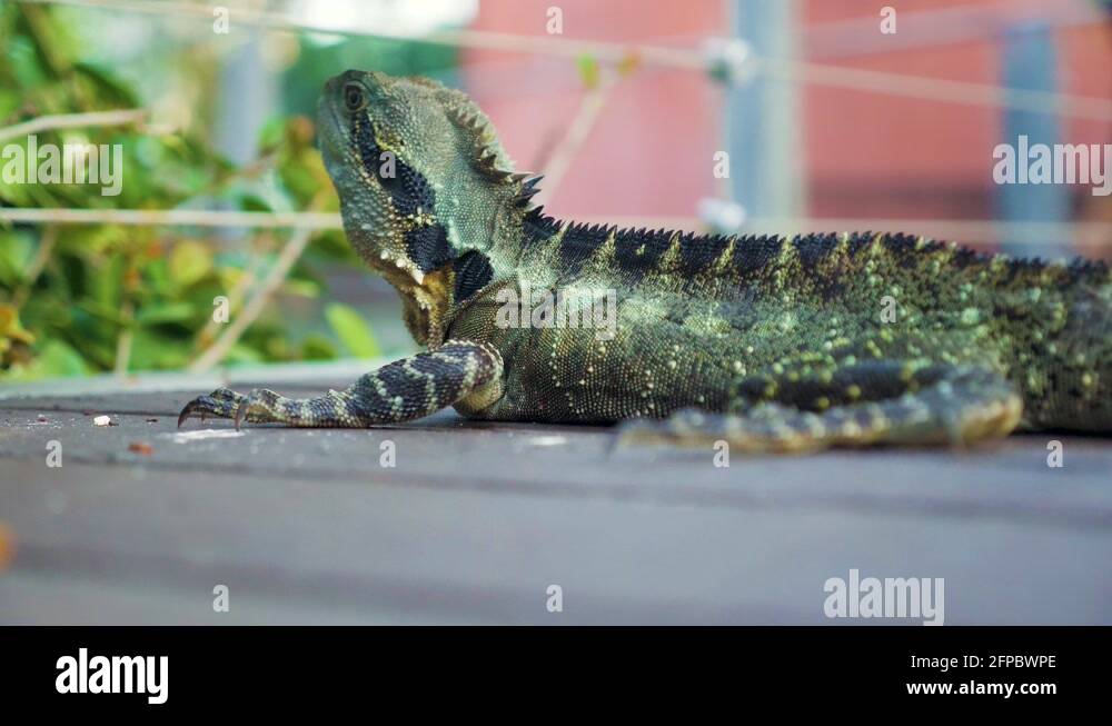 Australia Water dragon (Lizard) , Australia water lizard in public ...