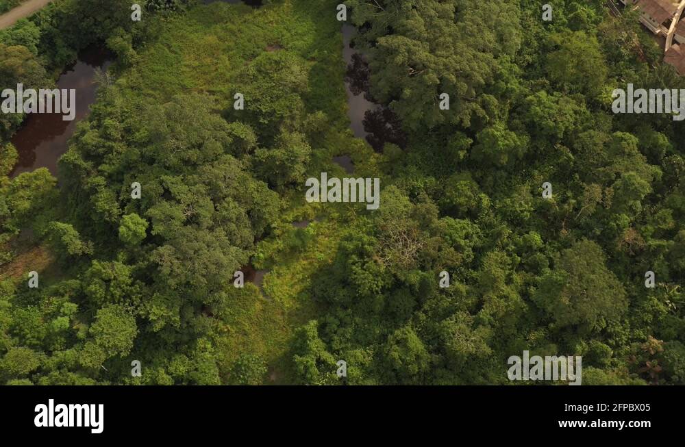 Amazon indian forest Stock Videos & Footage - HD and 4K Video Clips - Alamy