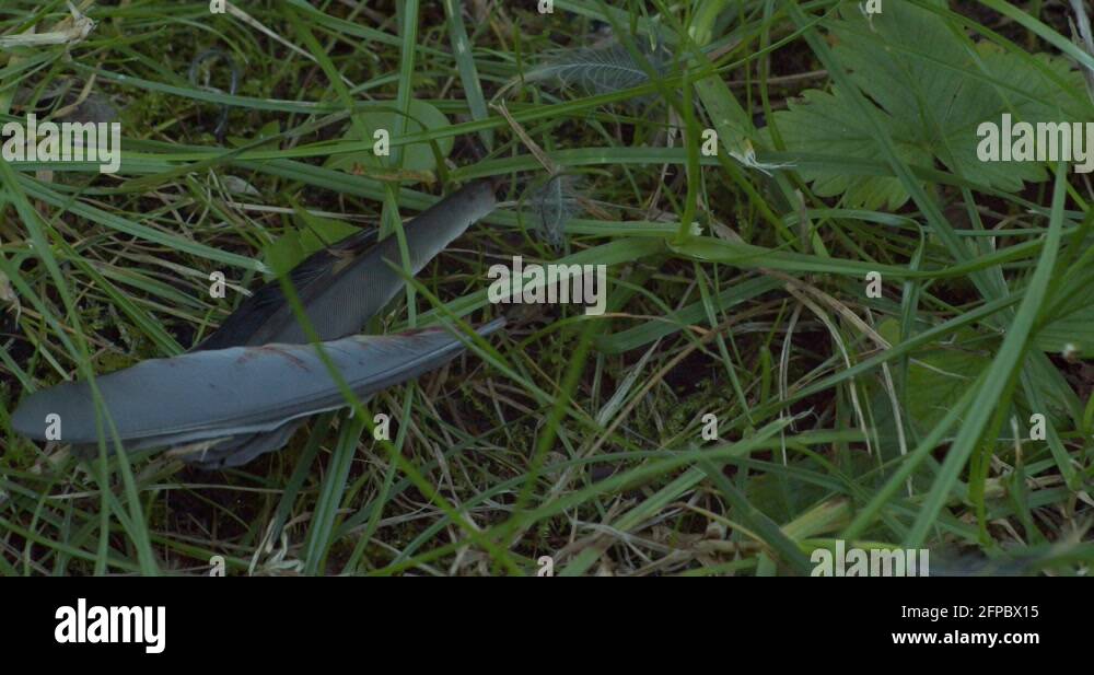 Bird blood feather Stock Videos & Footage - HD and 4K Video Clips - Alamy