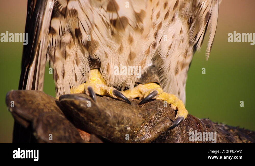 Feathered creature Stock Videos & Footage - HD and 4K Video Clips - Alamy