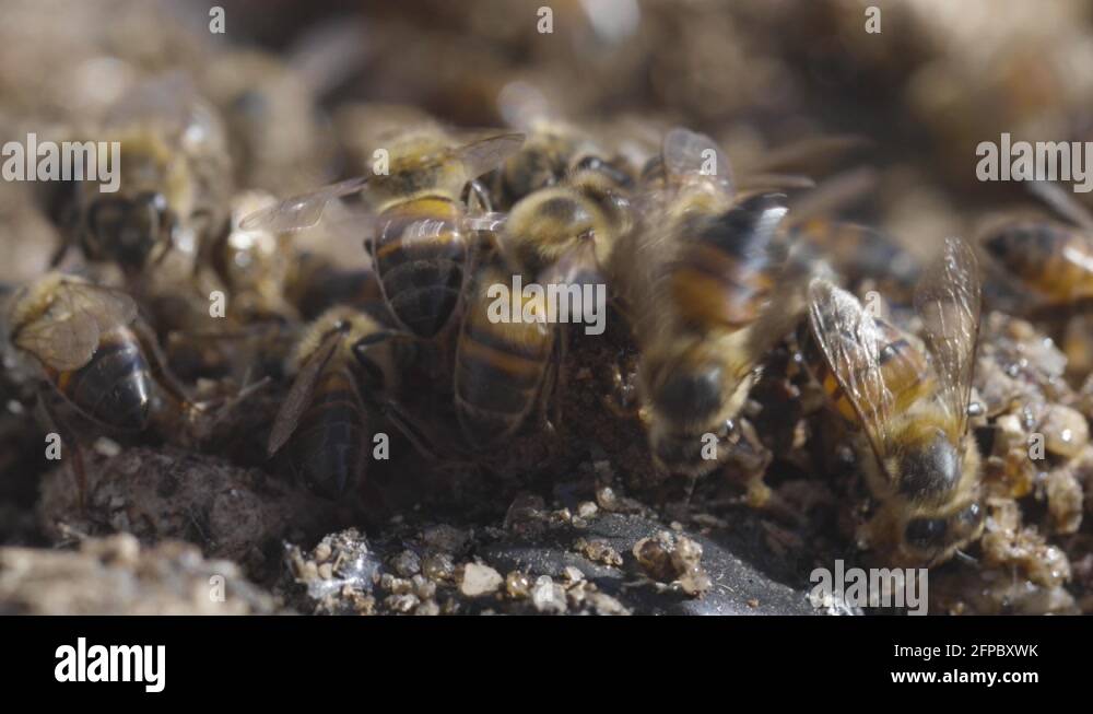 Africanized honey bees Stock Videos & Footage - HD and 4K Video Clips ...